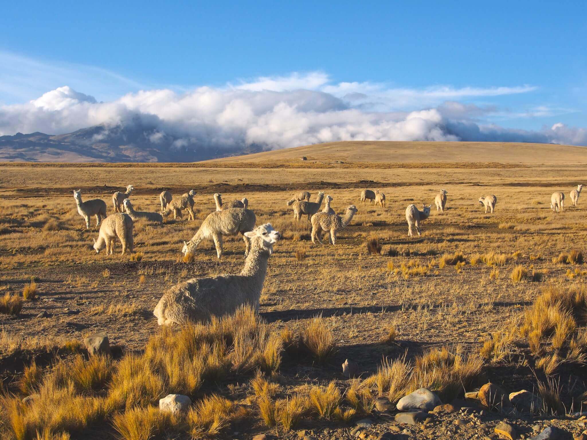 Newsletter: Peru Puno Tupac Amaru (Organic) - Red Fox Coffee Merchants