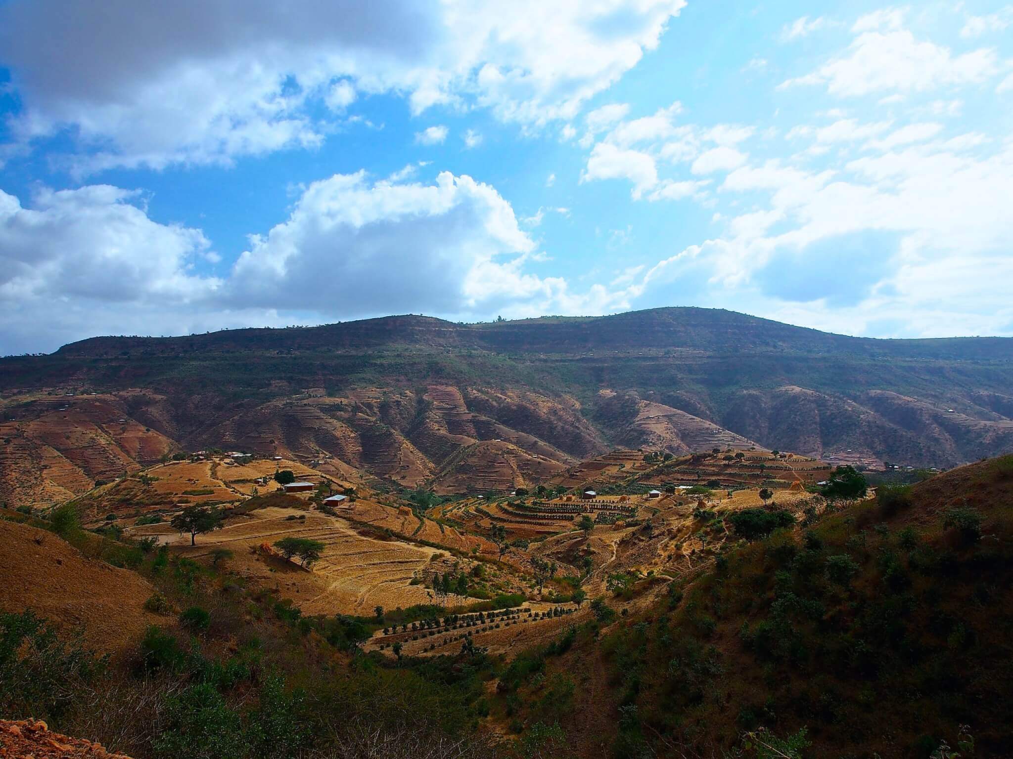 Newsletter: Ethiopia Harar Longberry G3 - Red Fox Coffee Merchants