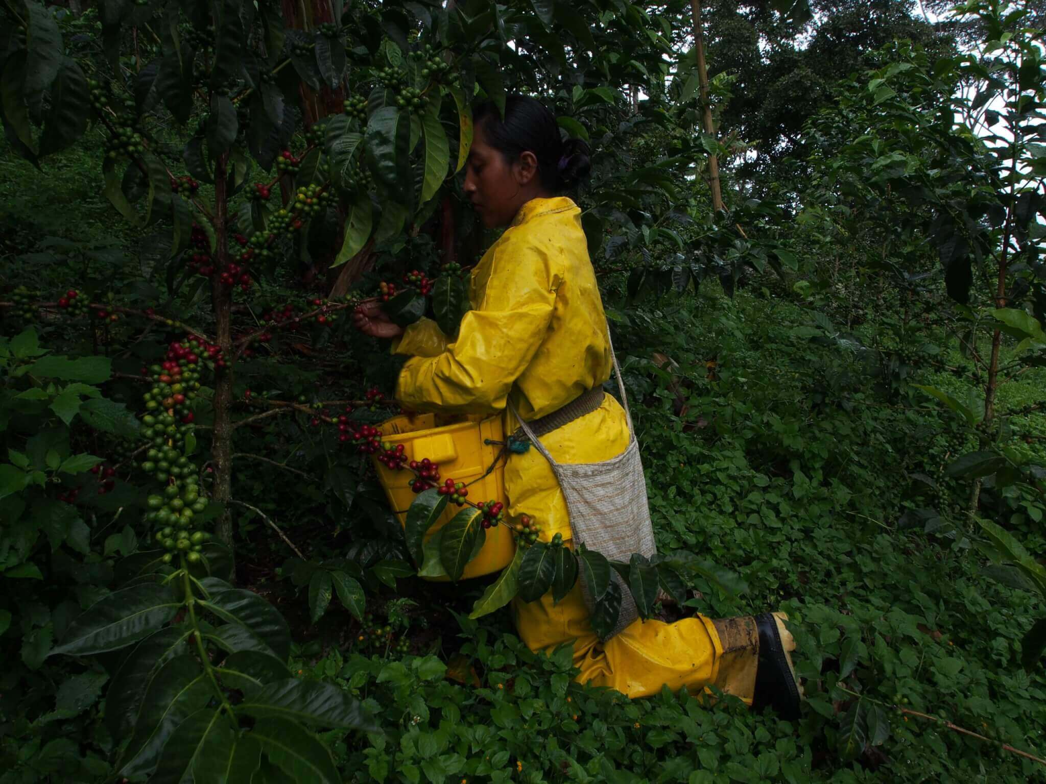 Paying for Coffee—It’s Complicated: Part 2 - Red Fox Coffee Merchants