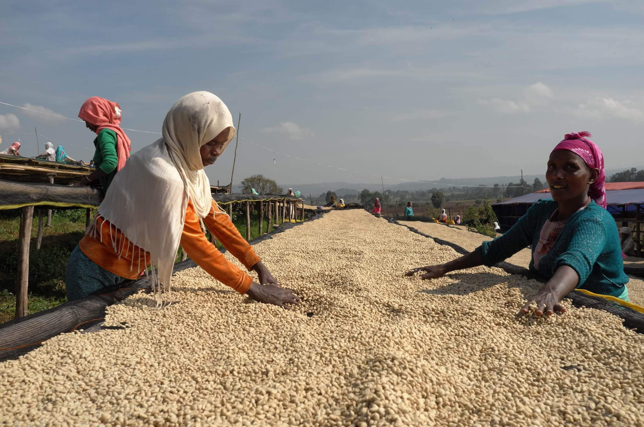 If You Haven't Tasted Kolla Bolcha Yet, It's Time - Red Fox Coffee ...