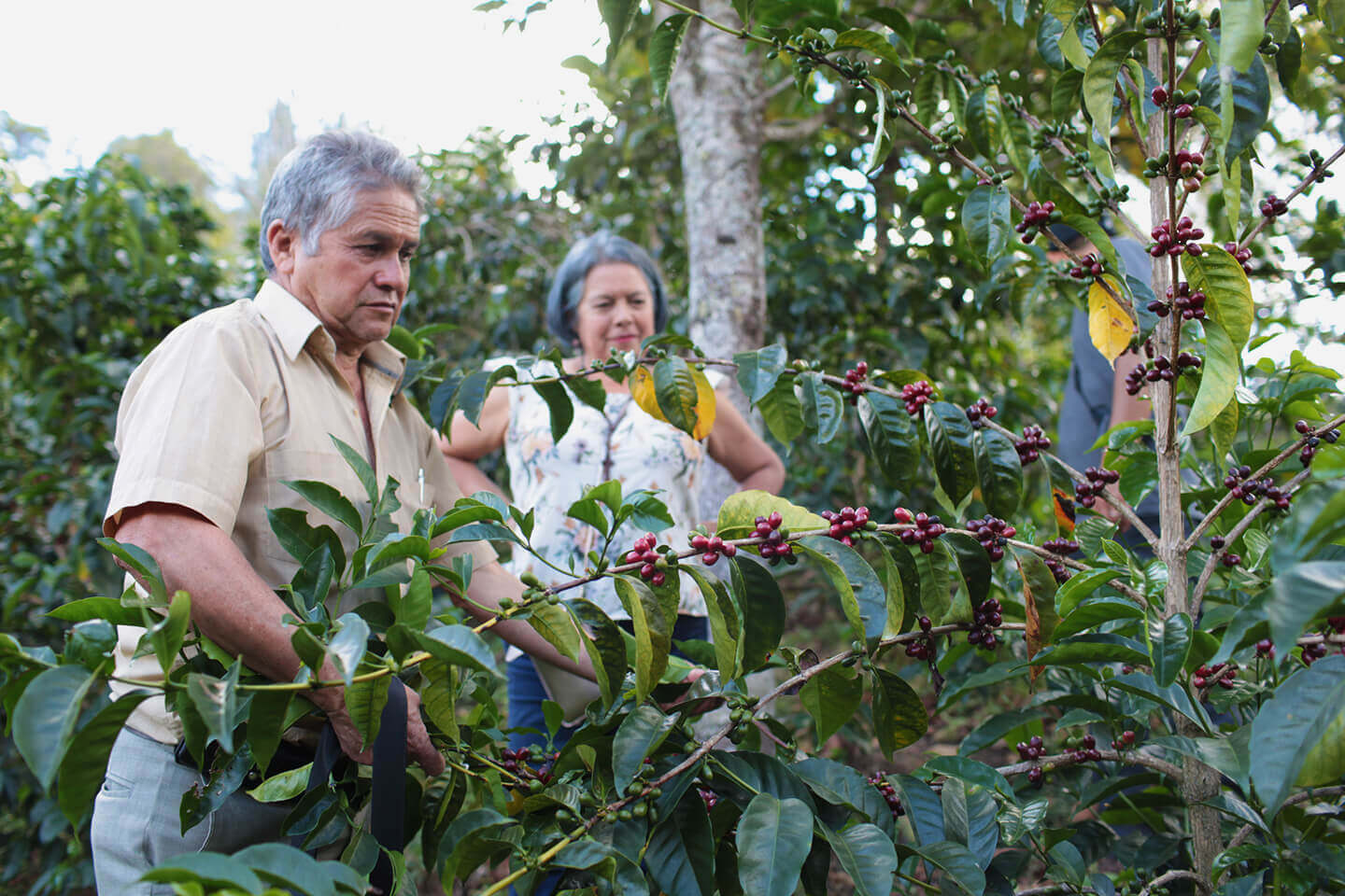 New Fruits You Should Try: Nariño and Inzá - Red Fox Coffee Merchants