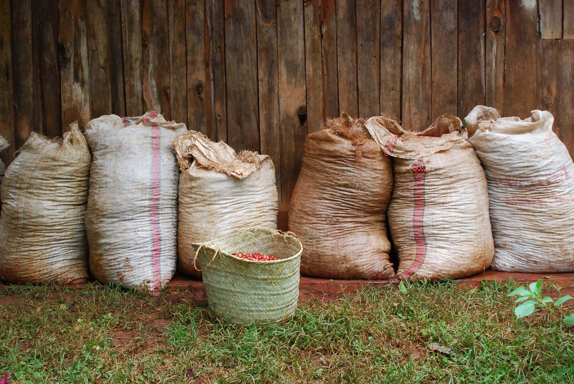 Logistics Are Quality - Red Fox Coffee Merchants