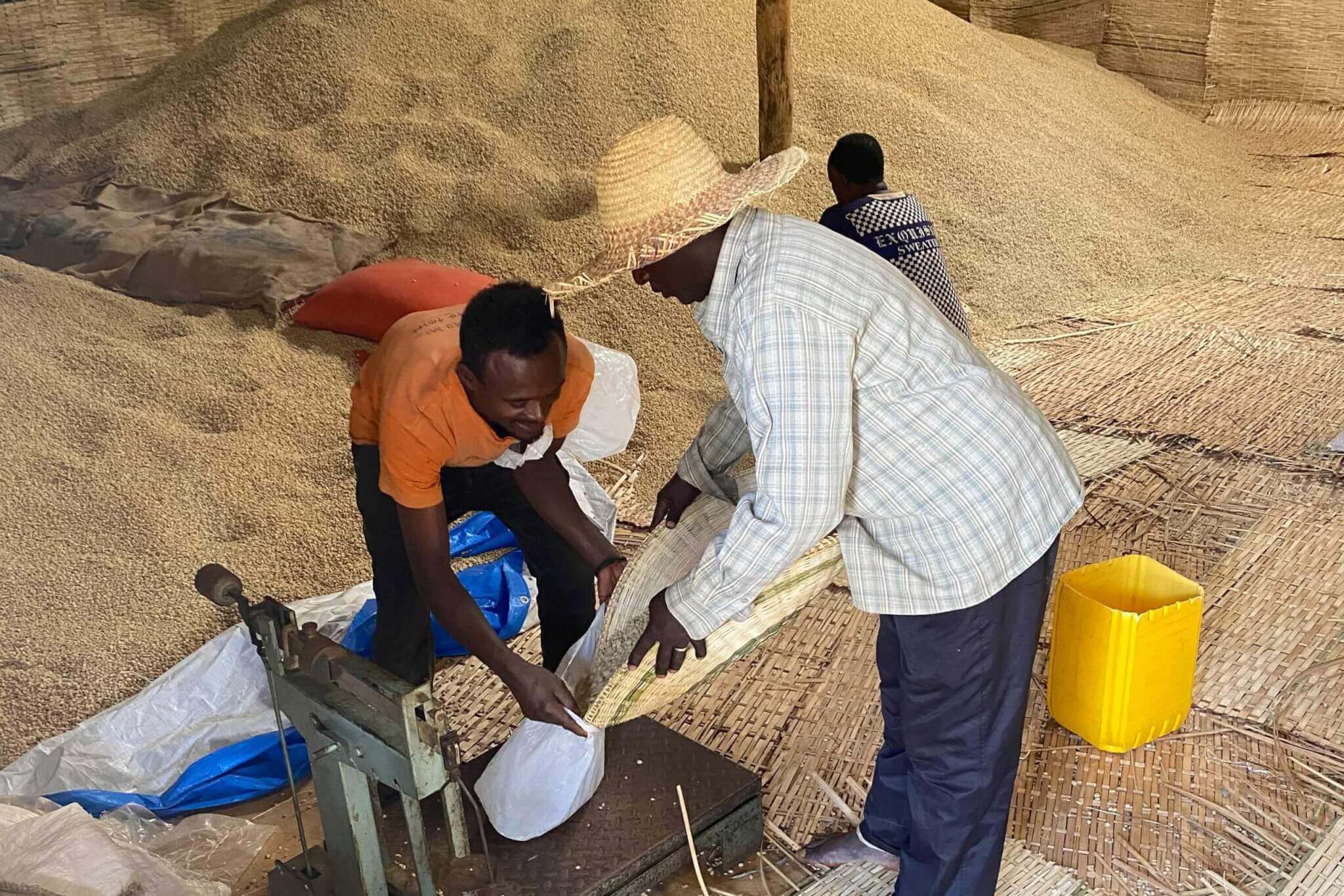 Kedir Jebril Imamu & His Fabled Gogogu Forest Coffees - Red Fox Coffee ...