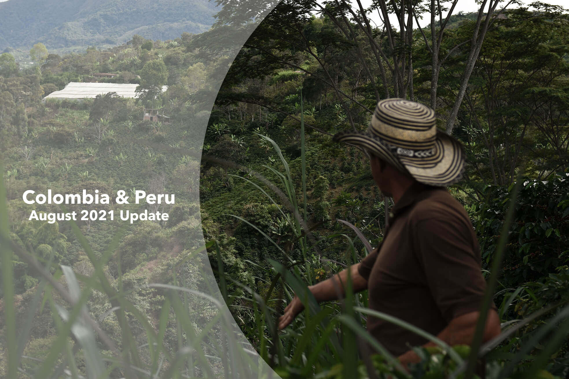Colombia & Peru Update, August 2021 - Red Fox Coffee Merchants