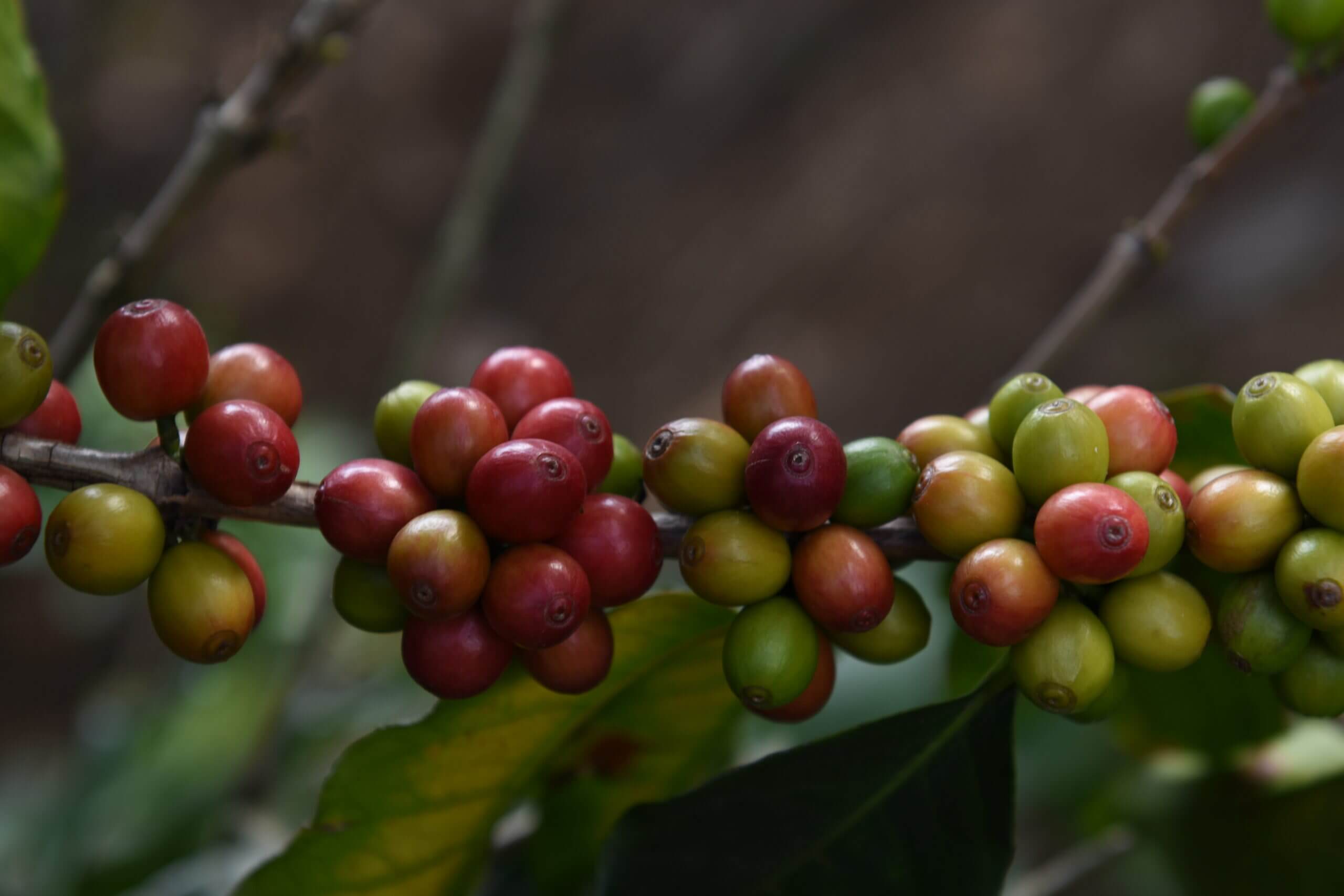 Inzá: Our Colombia Origin - Red Fox Coffee Merchants