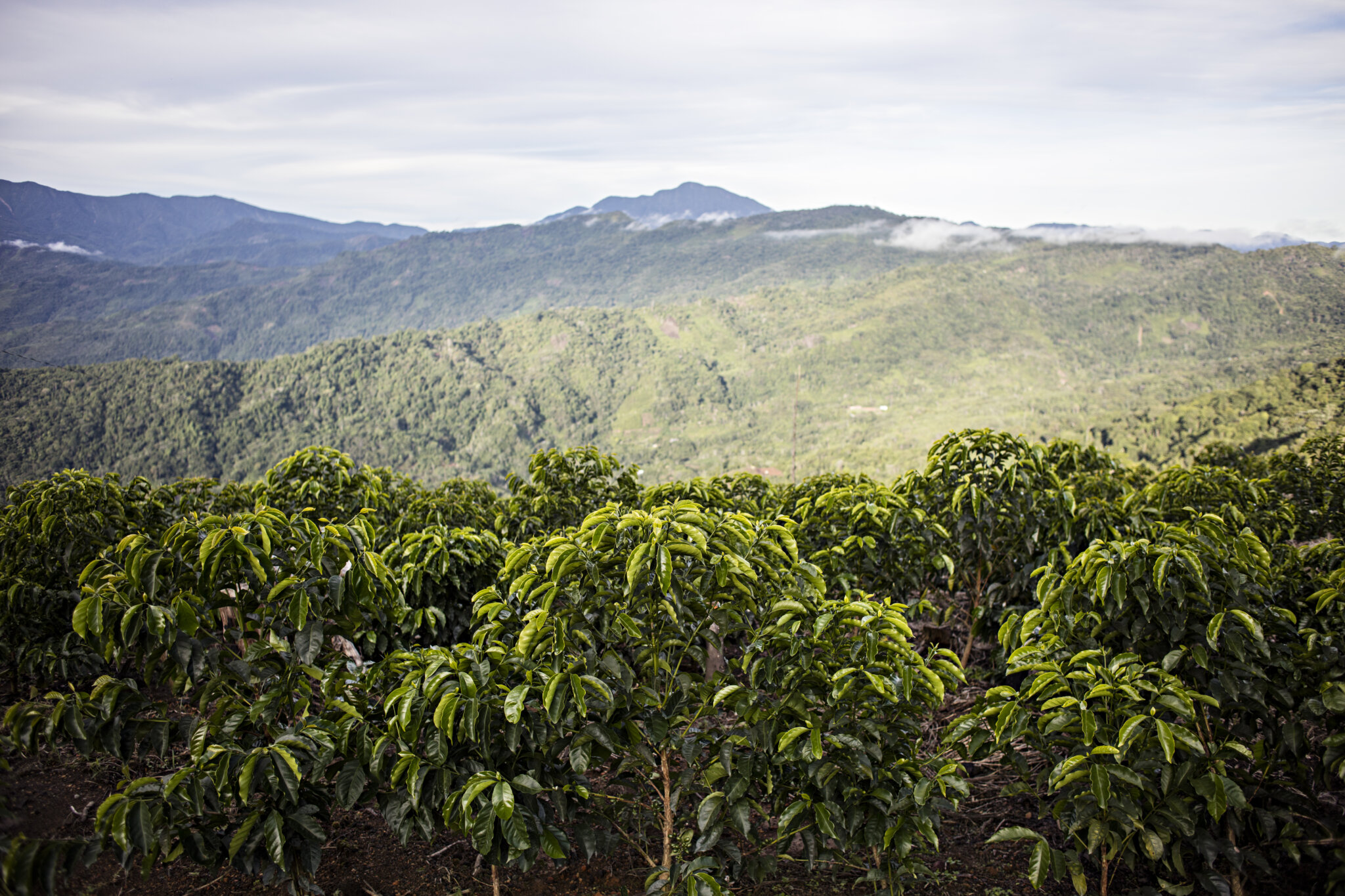 Bolivia is Back! - Red Fox Coffee Merchants