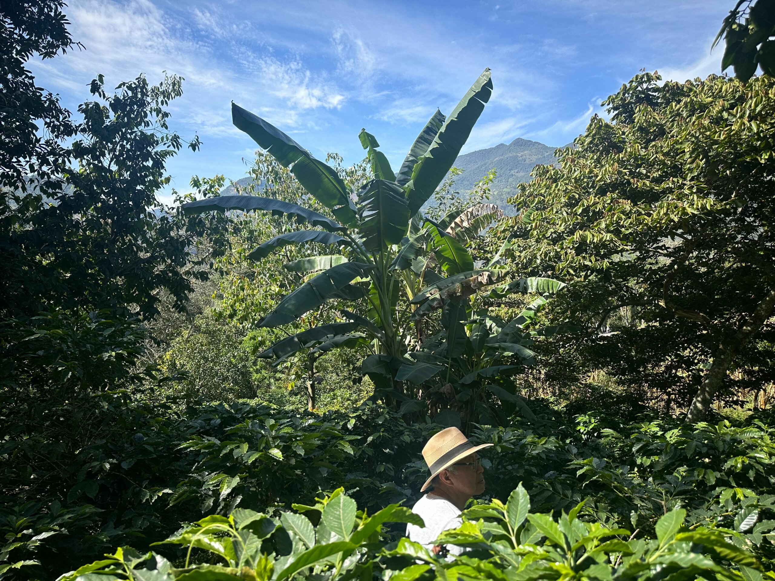 Welcome to Puebla - Red Fox Coffee Merchants