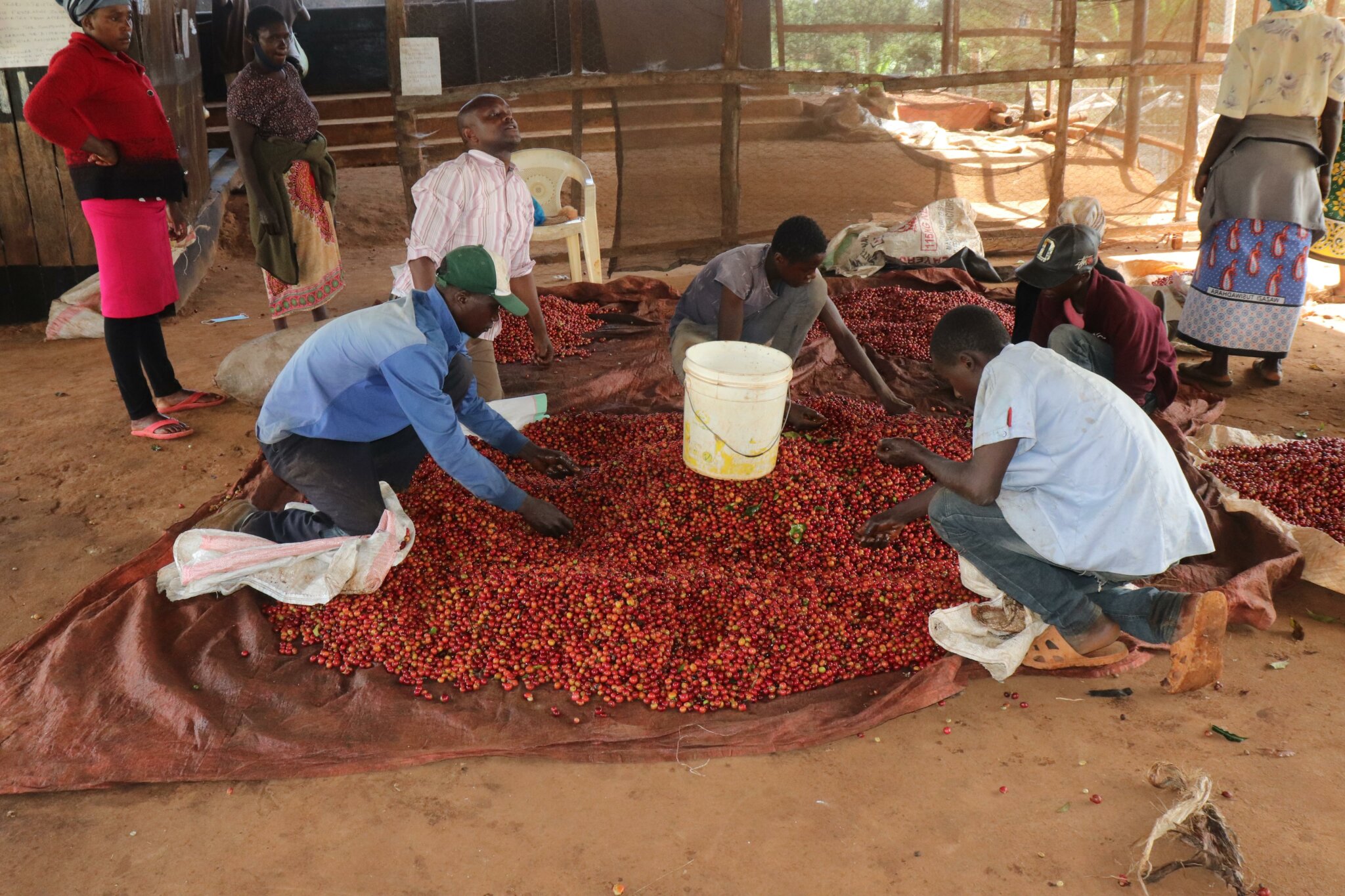 Kanzu, Rwanda Launching a Great Season - Red Fox Coffee Merchants