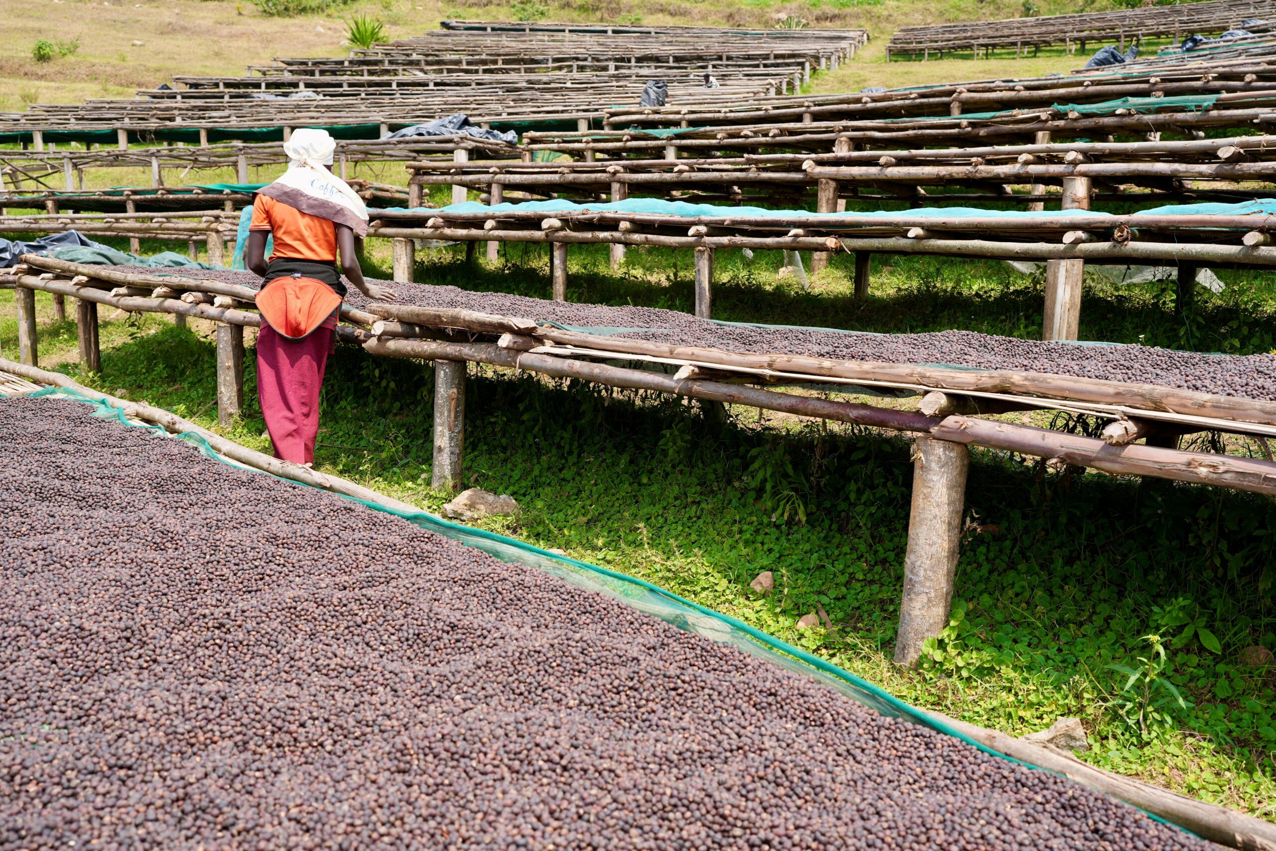 New Origin Alert: Red Fox Jumps Into Burundi! - Red Fox Coffee Merchants