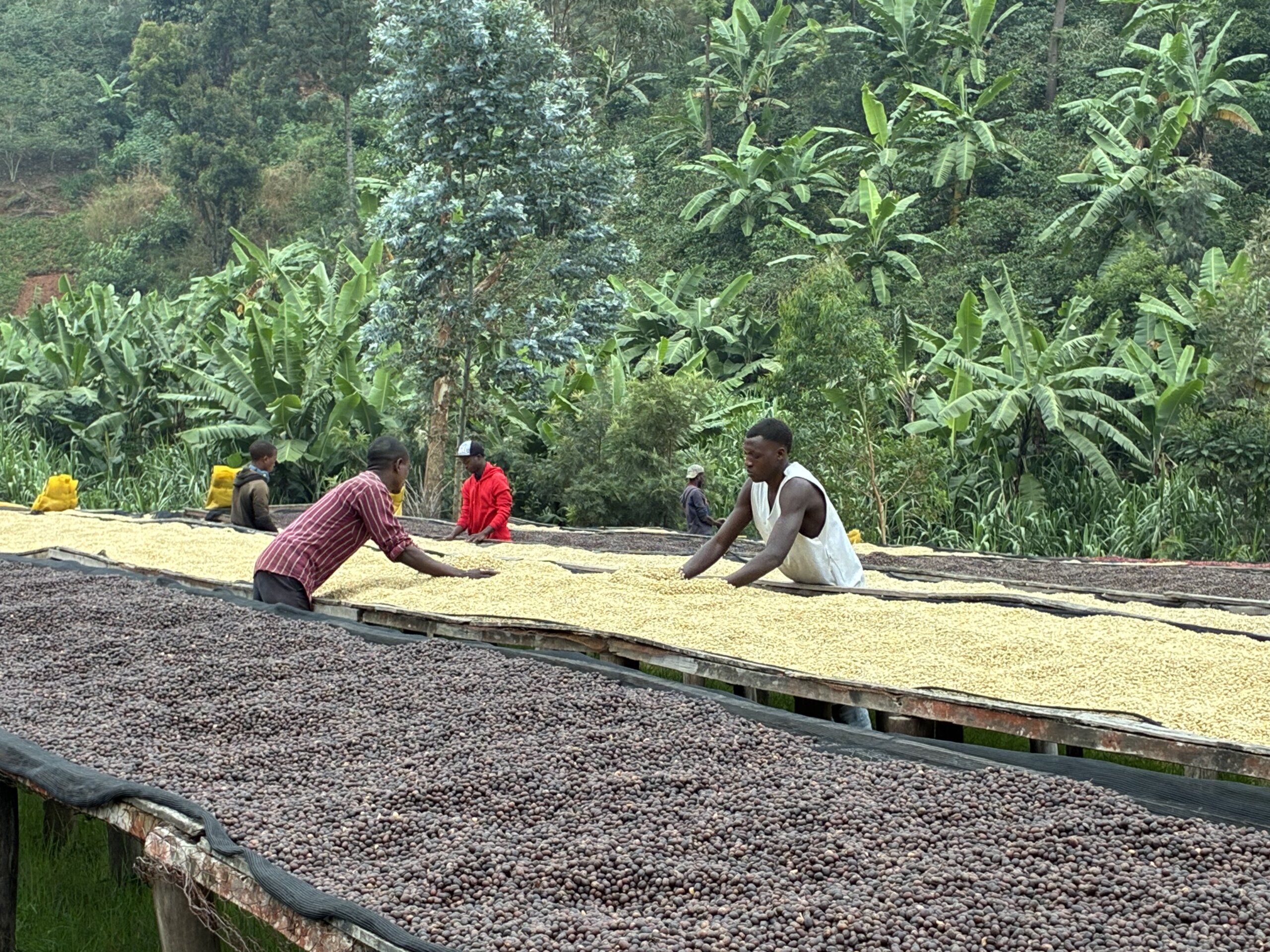 Superb Quality, Positive Regulatory Shifts in Kanzu - Red Fox Coffee ...