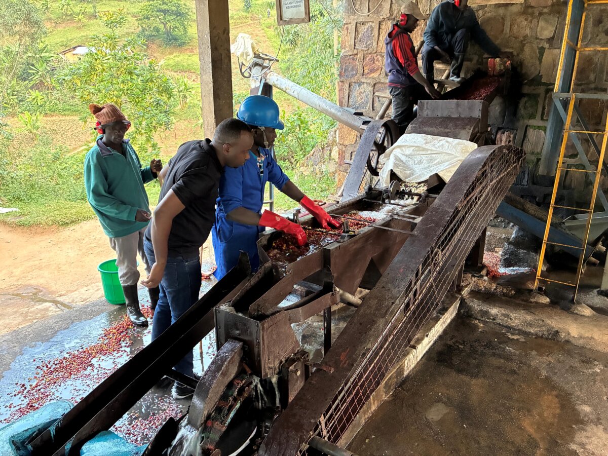 Superb Quality, Positive Regulatory Shifts in Kanzu - Red Fox Coffee ...