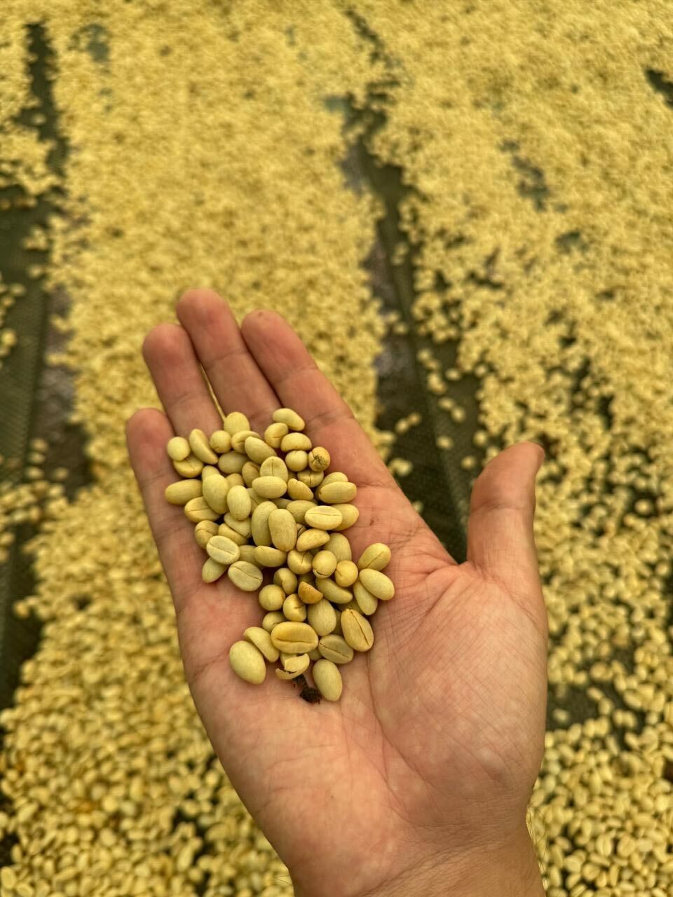 Stellar Bolivia Coffee: More Precious Than Ever - Red Fox Coffee Merchants
