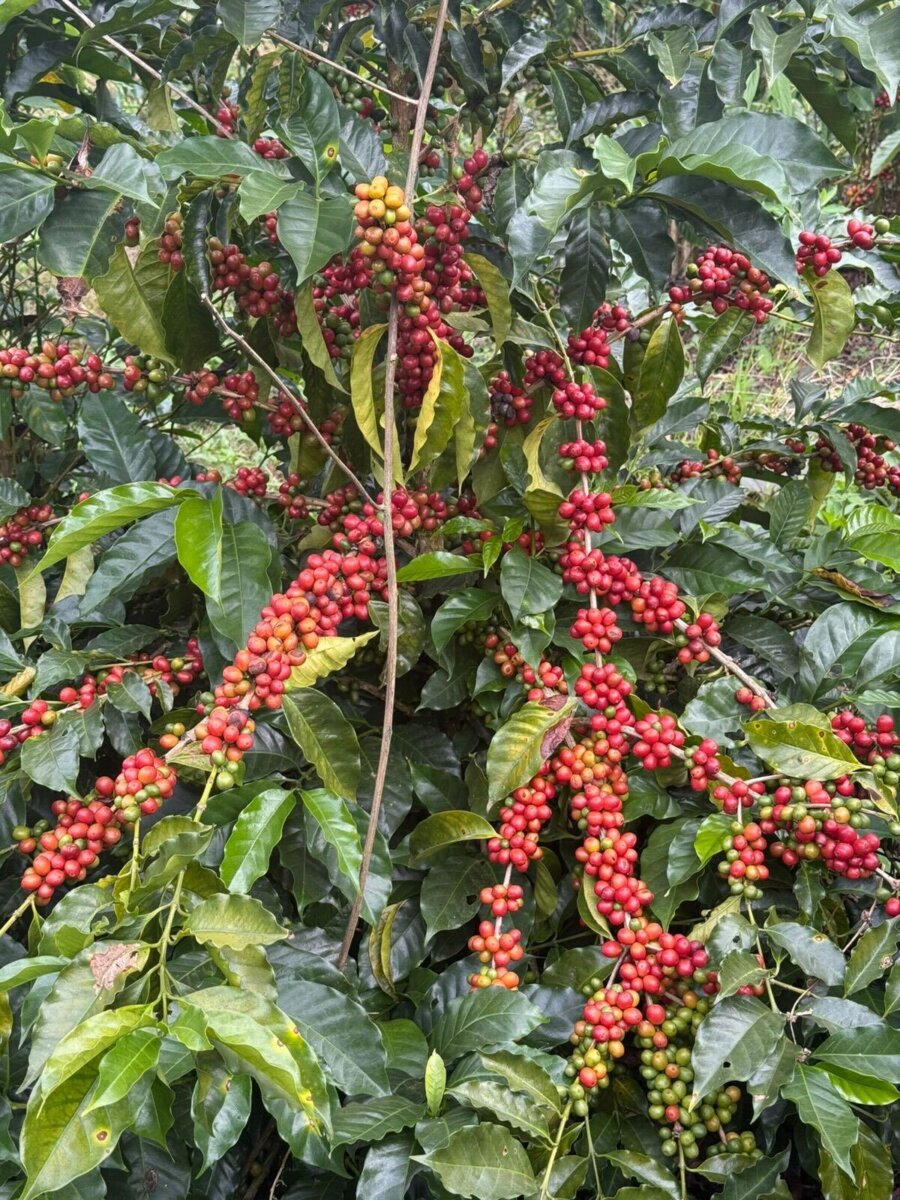 Stellar Bolivia Coffee: More Precious Than Ever - Red Fox Coffee Merchants